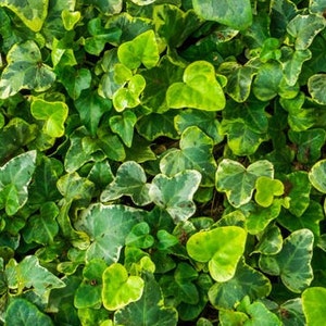 Yellow Ripple Ivy Starter Plant Gold Child Ivy, Variegated Ivy, Live ...