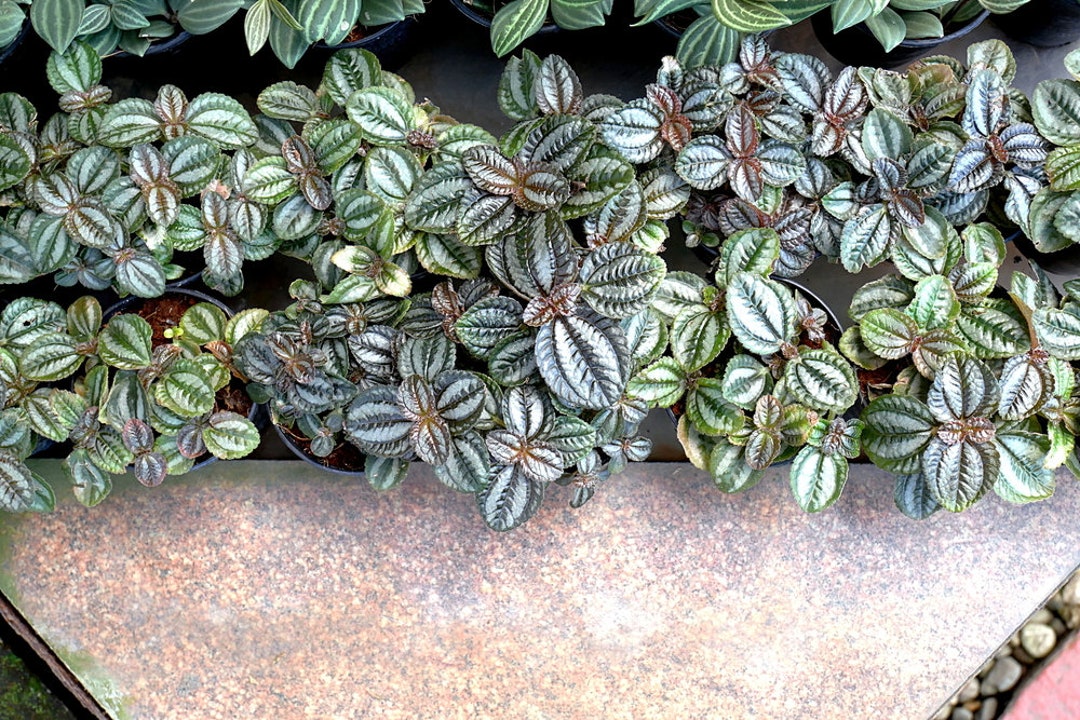 Planta de la amistad Pilea Involucrata Excelente planta de interior de ...