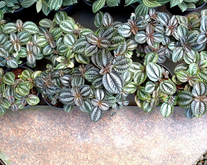 Moon Valley Pilea involucrata Starter Plant ALL STARTER PLANTS Require ...