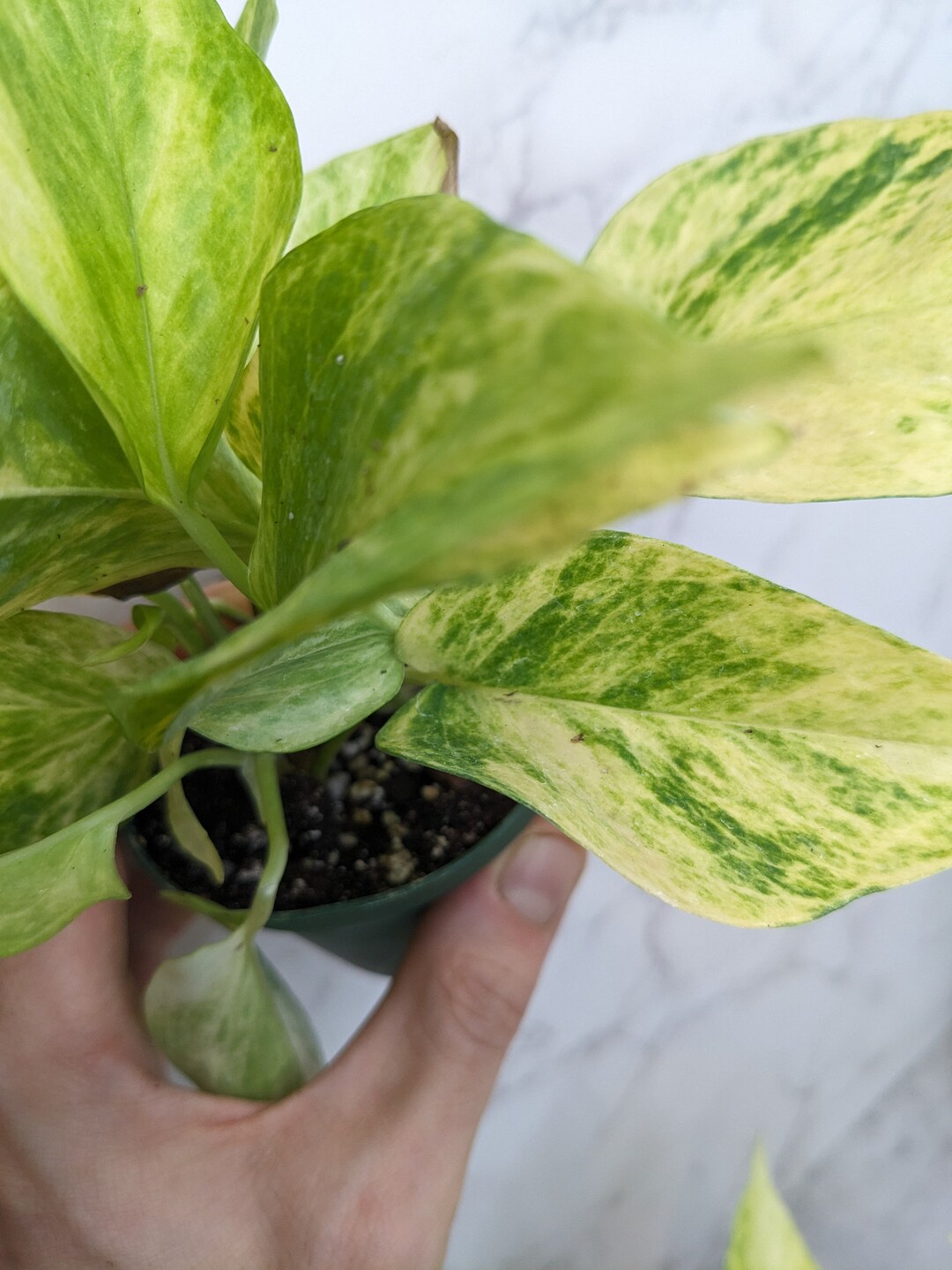 Extremely RARE High Voltage Neon Pothos Extremely Rare Variegated Alta ...
