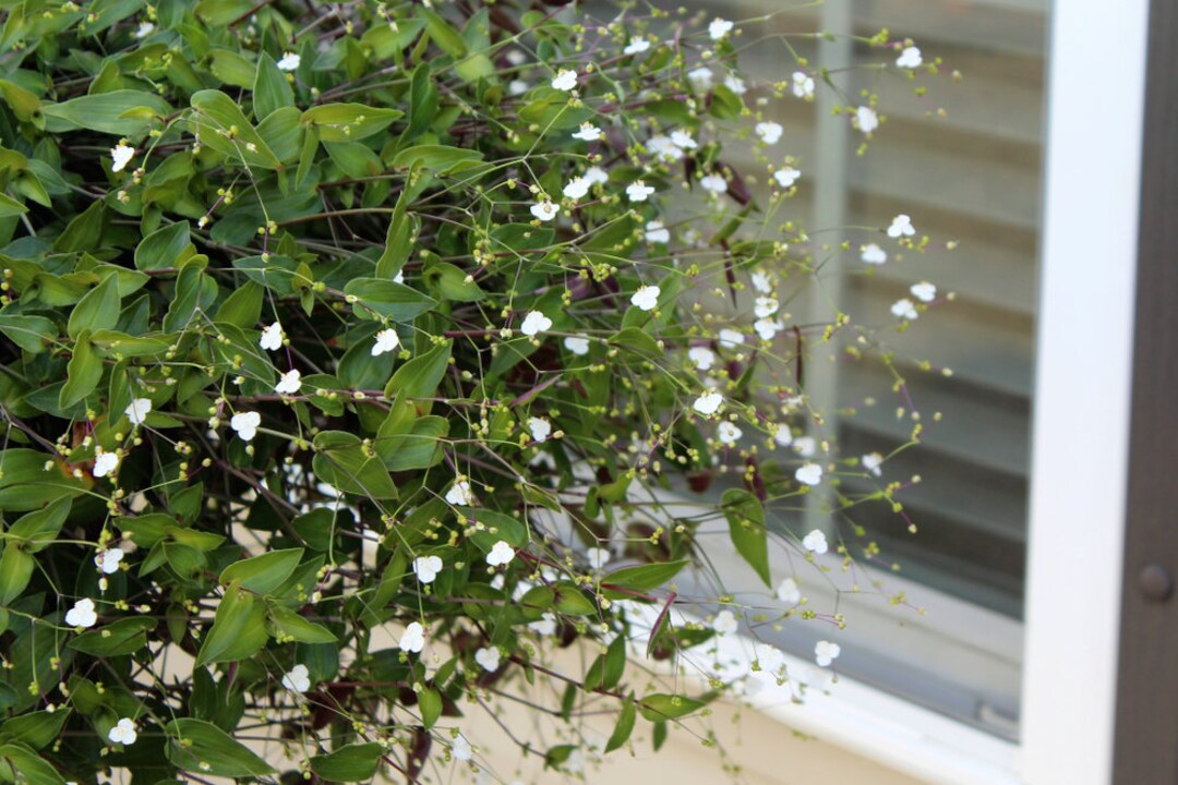 Tahitian Bridal Veil Starter Plant Gibasis Geniculata Tradescantia ...
