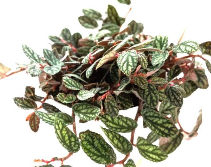 Polynesian Ivy Vine Pellionia Pulchra Trailing Air Purifying Easy Care ...