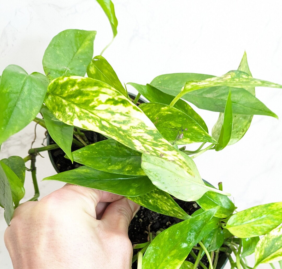 RARE Variegated Epipremnum Pinnatum Neon yellow Flame a Rare Version of ...