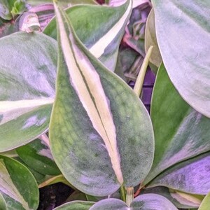 Silver Stripe Very RARE Pothos Philodendron Related to Brazil Rio and ...