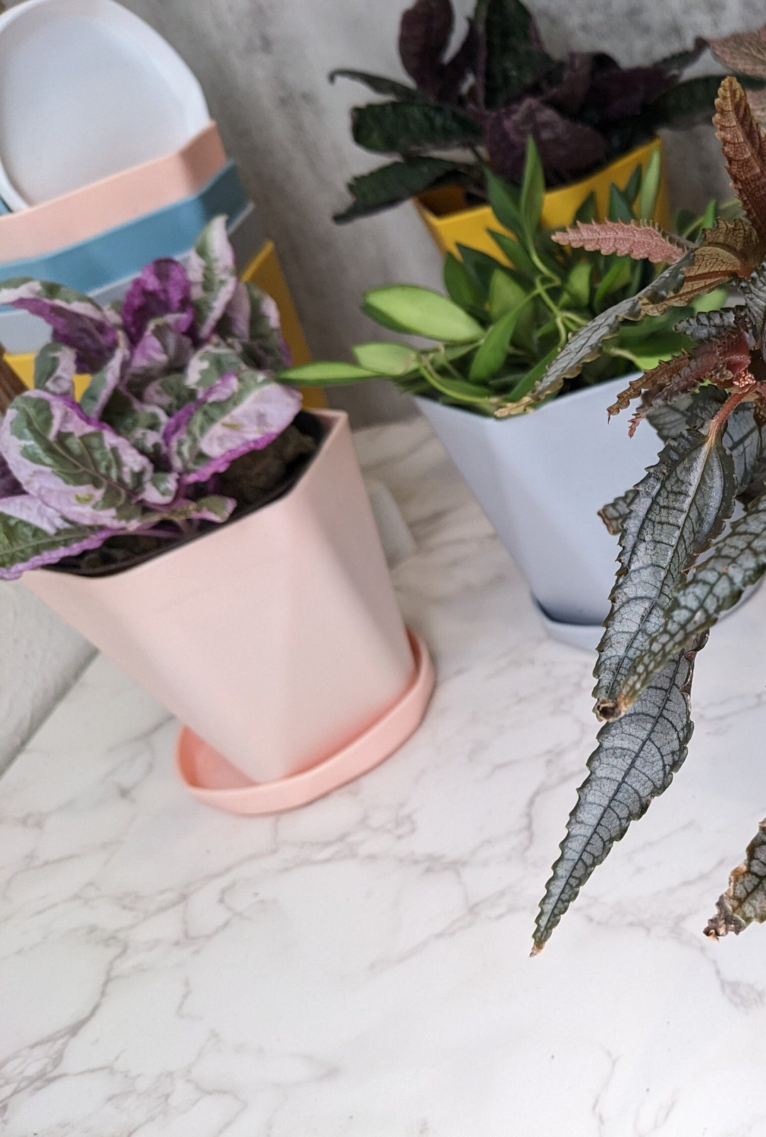Varagiated Mini Rubber Tree Live Plant With Pot Soil & Pot Saucer ...