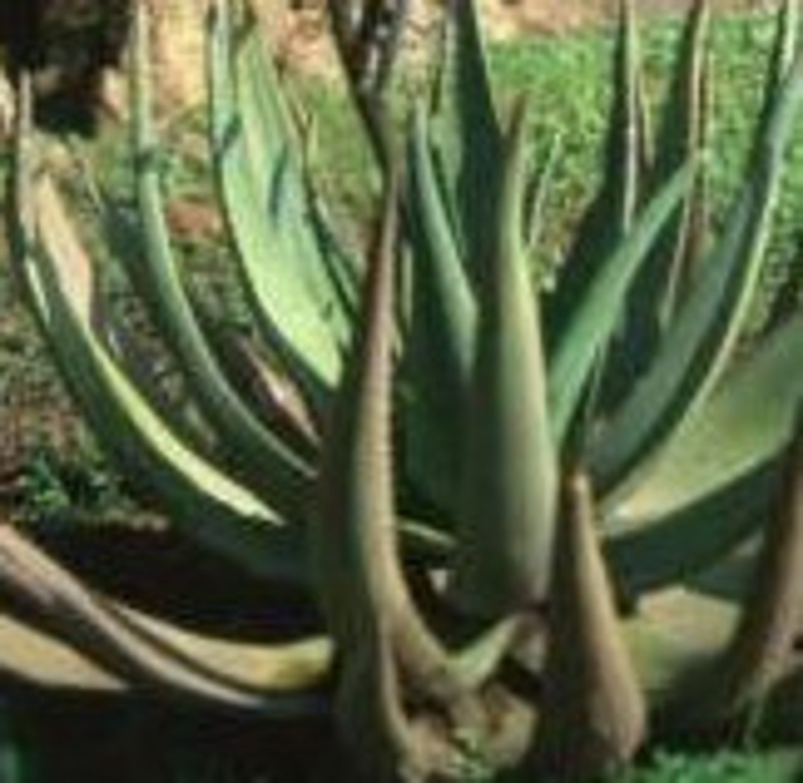 Aloe Reitzii Rare Species Great Rare Aloe Variety Outdoor - Etsy