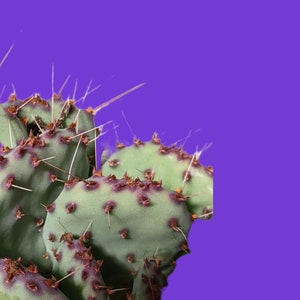 SMALL Purple Prickly Pear Baby Rita Opuntia Basilaris Hyb. Baby Rita ...