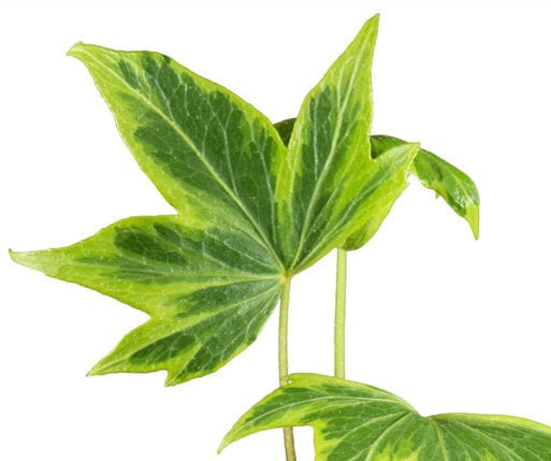Yellow Ripple Ivy Starter Plant Gold Child Ivy, Variegated Ivy, Live ...