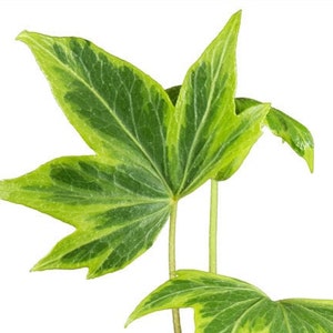 Yellow Ripple Ivy Starter Plant Gold Child Ivy, Variegated Ivy, Live ...