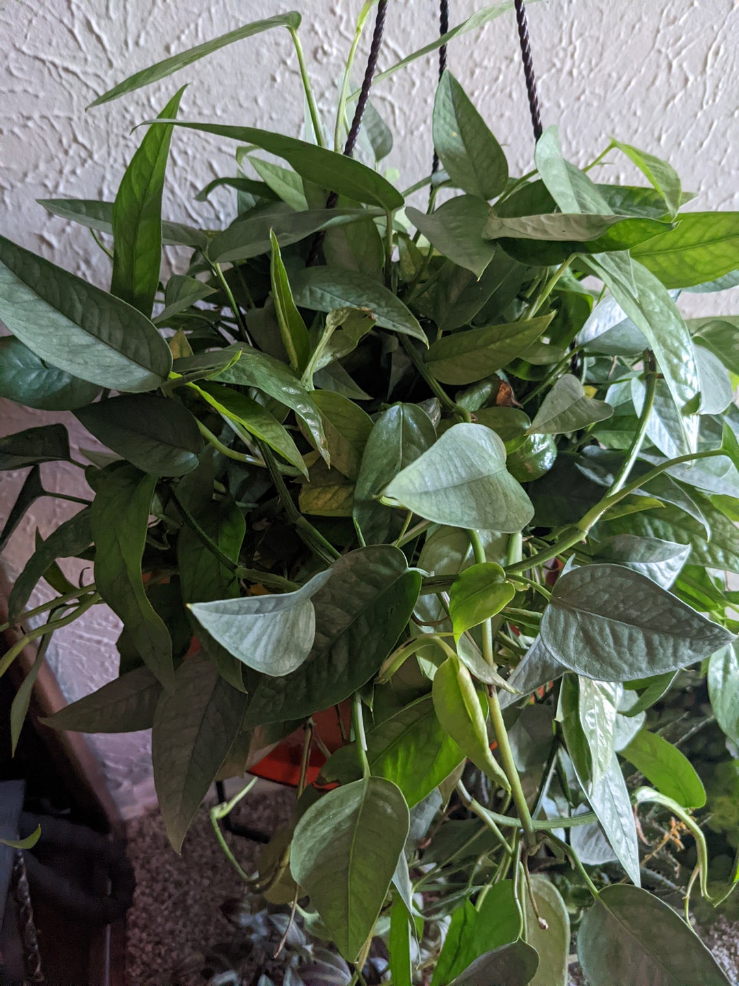 Large Cebu Blue Pothos Epipremnum Pinnatum 6 & 8 Hanging Basket House ...