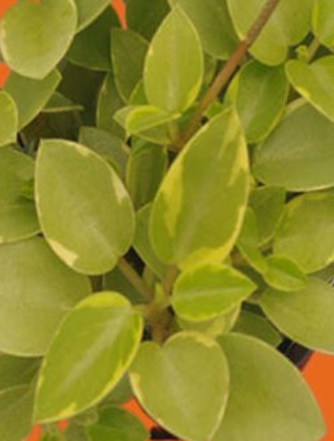 Peperomia Orba Variegata Variegated Plant Tear Drop Peperomia - Etsy