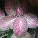 Strawberry Mist Patch Episcia Flame Violets Pink Purple Colorful Plant ...