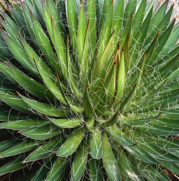 Thread Agave Agave Filifera Low Care Water Wise Low - Etsy