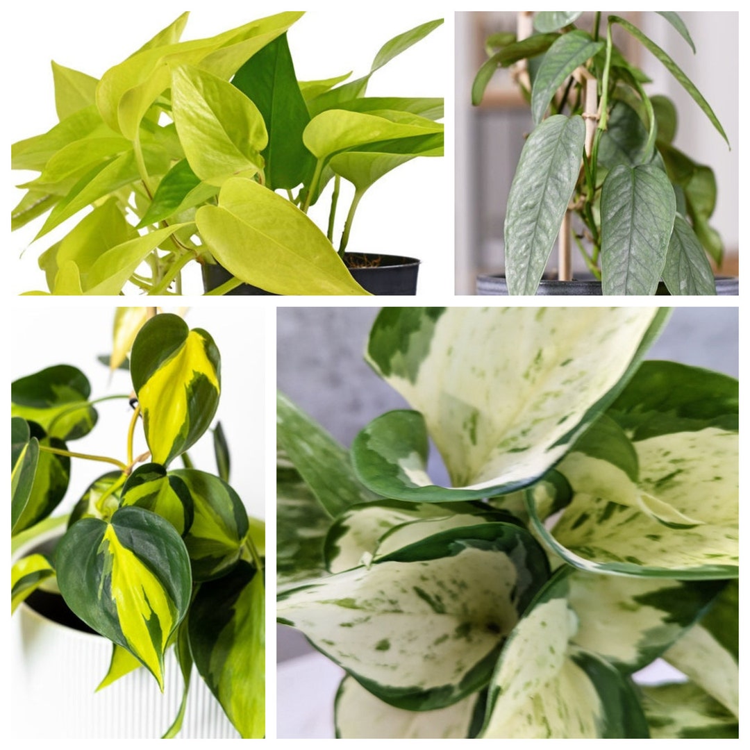 Combo Pack, 4 Types Pothos Manjula, Cebu Blue, Neon & Brazil Pothos 1 ...