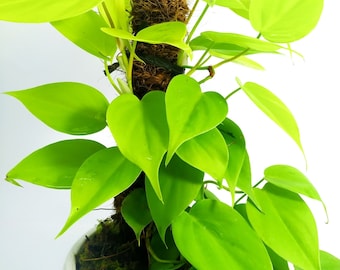 Lemon Lime Pothos - Etsy