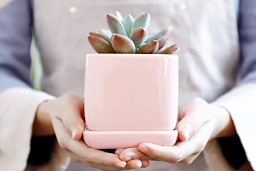 Pink Plant Pots Square Pink Planter Pots Great for Succulents Small ...