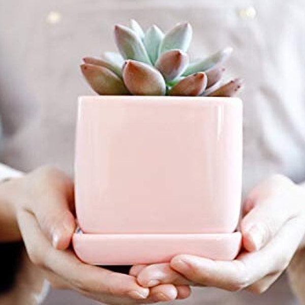 Pink Planter - Etsy