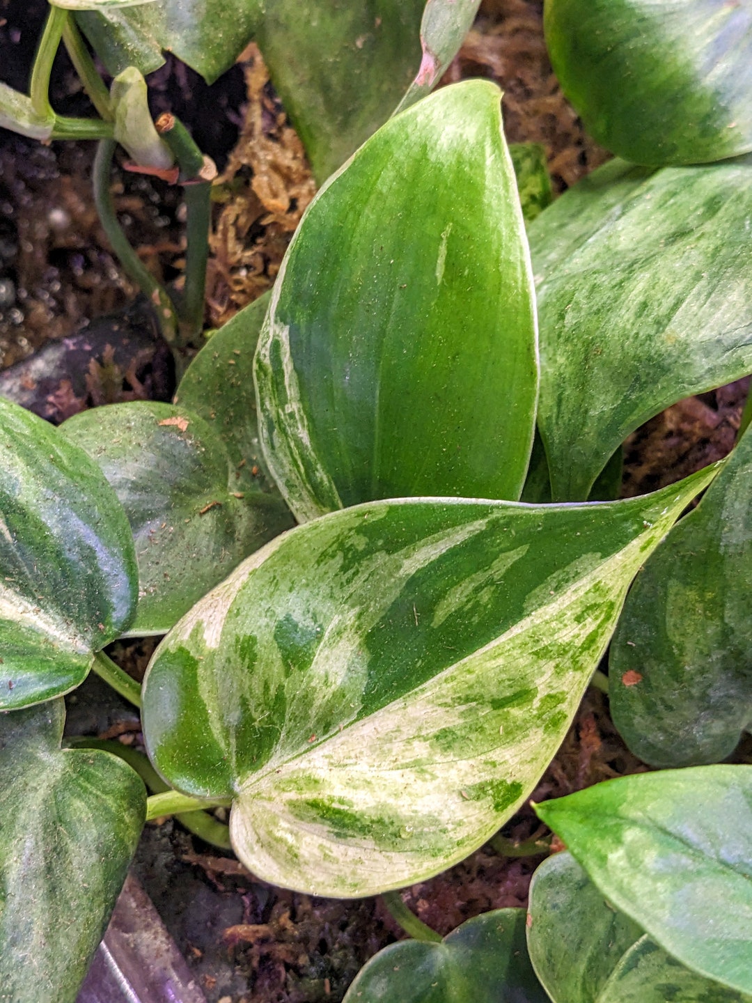 Philodendron Hederaceum Variegata Rare Plant Variegated Sweetheart Vine ...