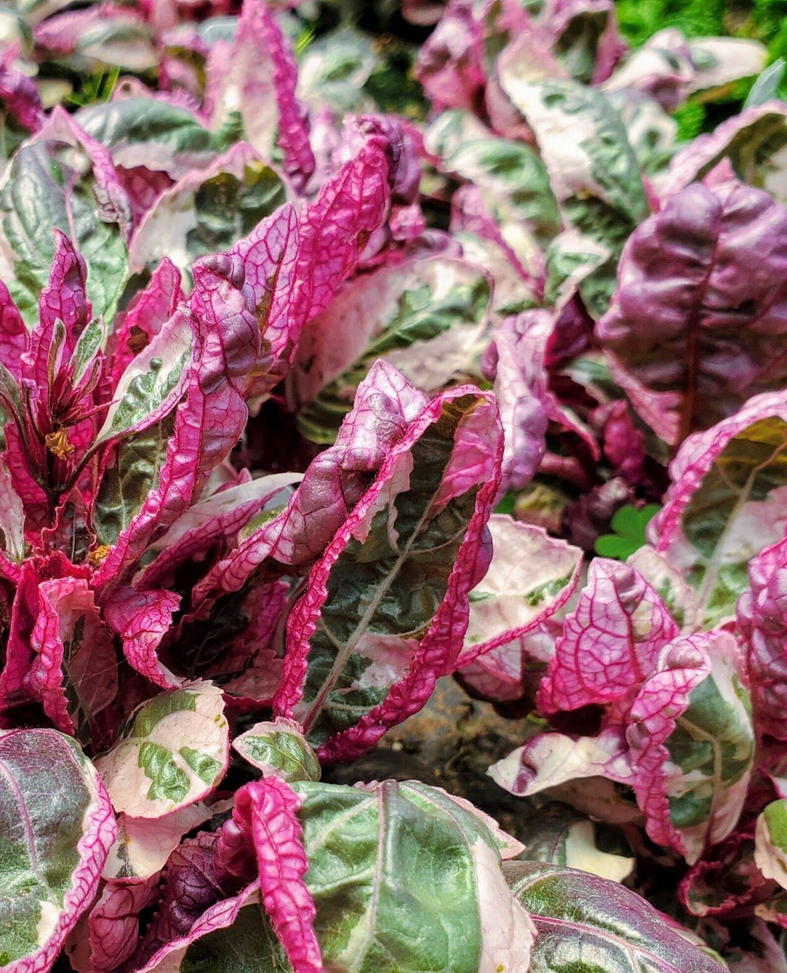 Pink Snow White Waffle Plant Variegated Waffle Plant, Pink/purple Real ...