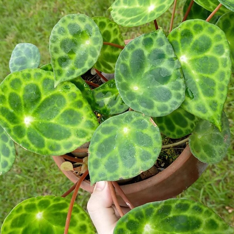 Moonlight Butterfly Begonia - Etsy