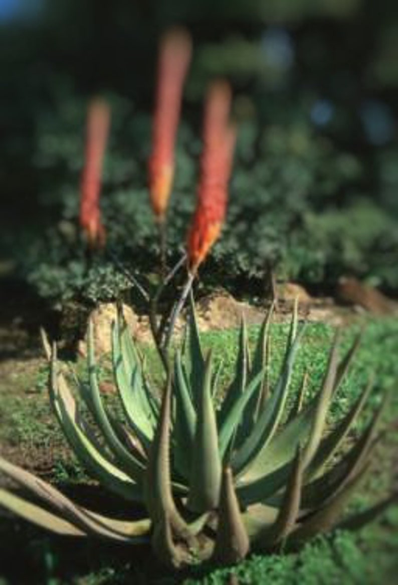Aloe Reitzii Rare Species Great Rare Aloe Variety Outdoor - Etsy