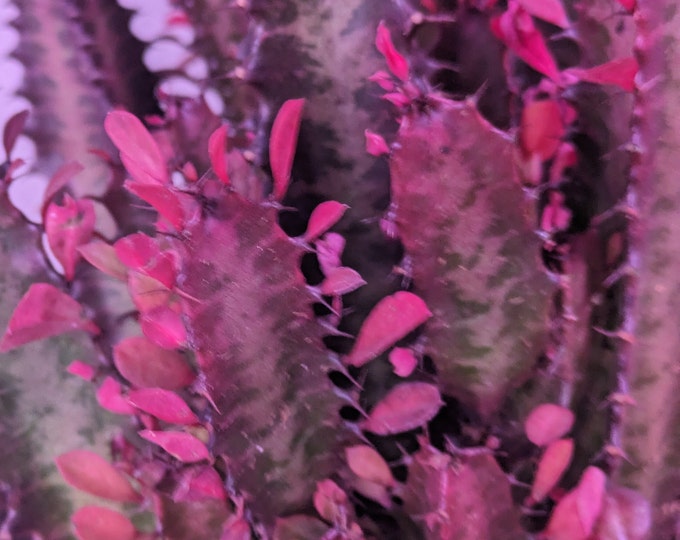 Euphorbia One 1 CATHEDRAL 'ruby Red' Trigona Healthy Rooted Cuttings 16 ...