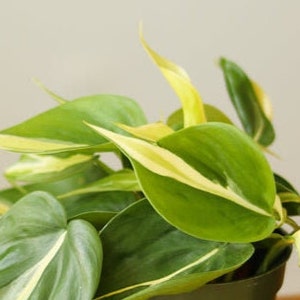 Silver Stripe Very RARE Pothos Philodendron Related to Brazil Rio and ...