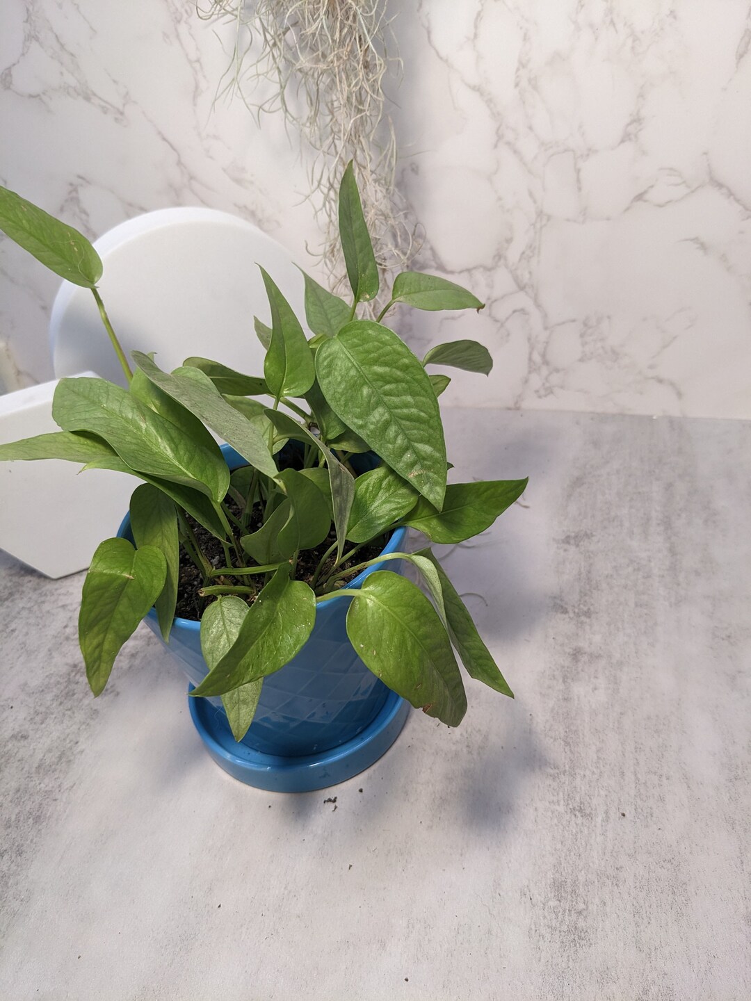 Cebu Blue Houseplant With Blue Trendy Planter Pot Tropical House Plant ...