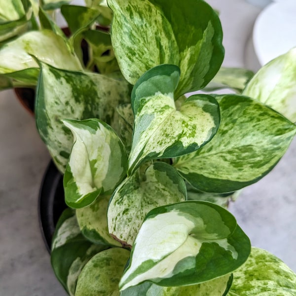 Harlequin Pothos - Etsy