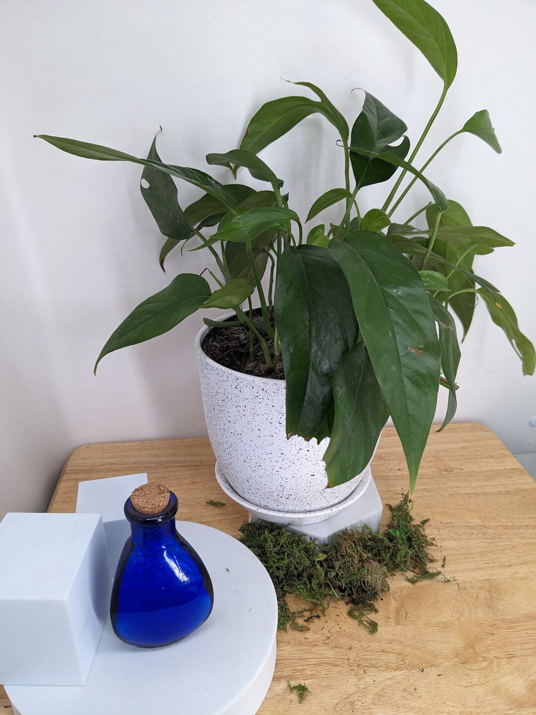 Baltic Blue Pothos Tropical Houseplant in Cool Plastic Pot With Saucer ...