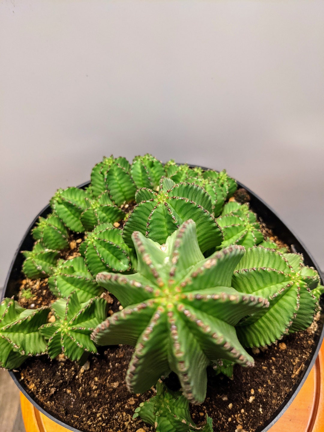 Tanzanian Zipper Plant, Euphorbia Anoplia, Euphorbia Zipper Cactus ...