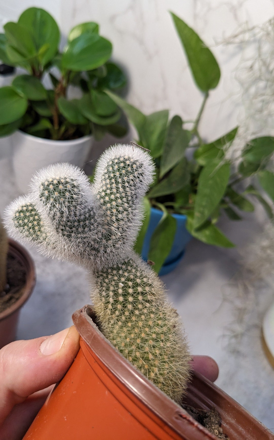 3 Headed Werid Odd Cactus Easy Indoor or Outdoor Cactus Yellow Gold ...