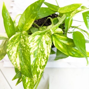 Variegated Cebu Blue Yellow Flame Neon Pothos Epipremnum Pinnatum RARE ...