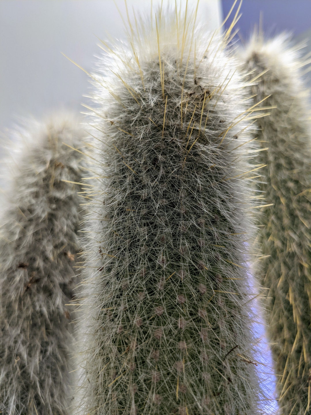 Group of Silver Torch Cactus/cacti Cleistocactus Strausii Snow Pole ...