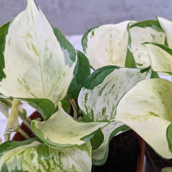 Harlequin Pothos - Etsy