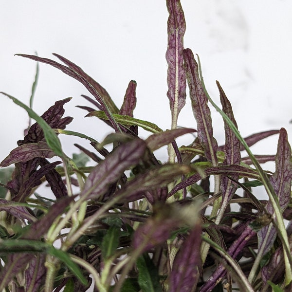 Hemigraphis Repanda - Etsy