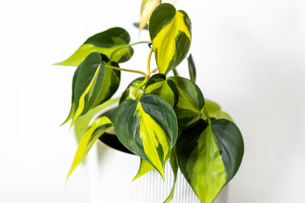 Brazil/brasil Philodendron Variegated Houseplant Pothos - Etsy