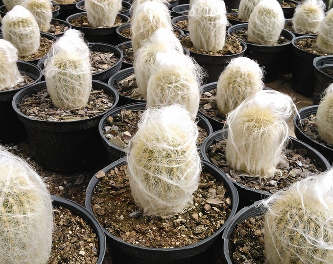 Old Man of the Andes Cactus/cacti Alive Plant Oreocereus Celsianus ...