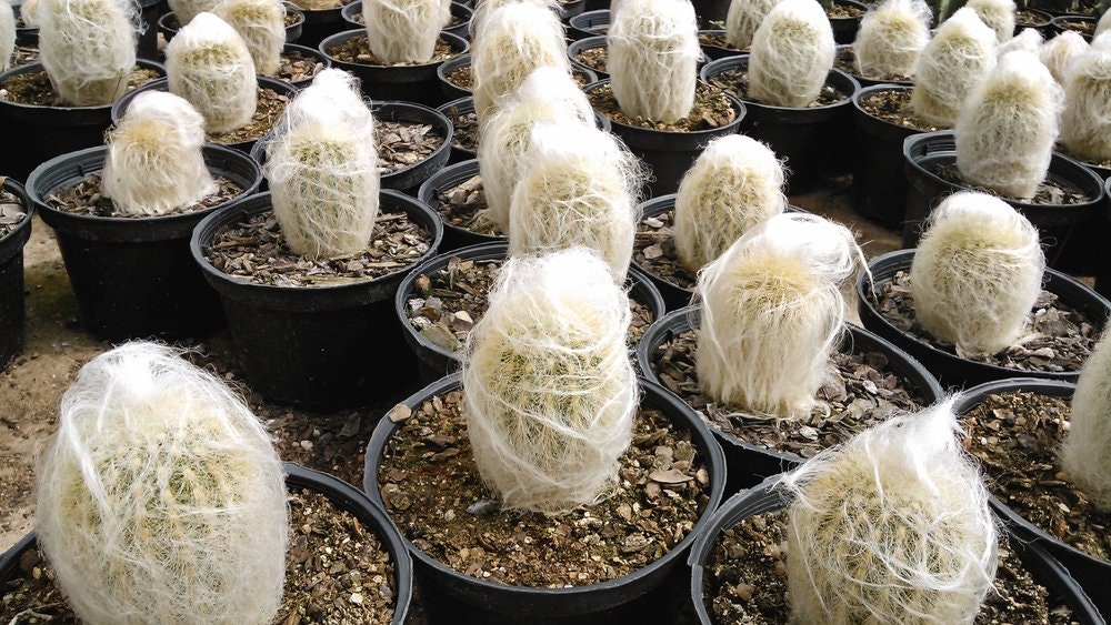 Old Man of the Andes Cactus/cacti Alive Plant Oreocereus - Etsy