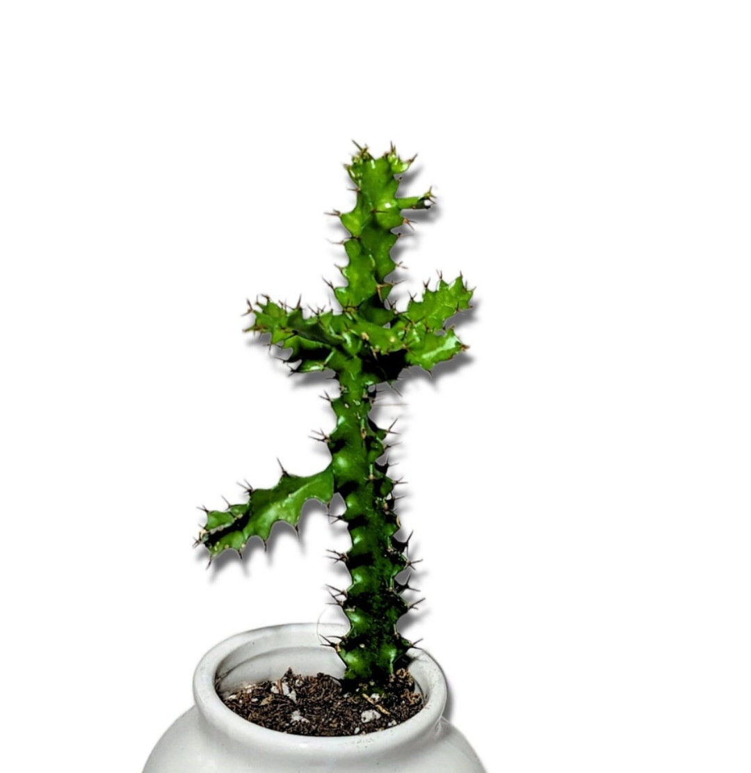 Euphorbia Wakefieldii Shrub-like Spiny Euphorbia Can Be Tree Cactus ...