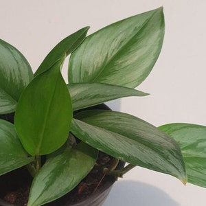 Moonlight Pothos Scindapsus Starter Plant Sterling Silver Rare New ...