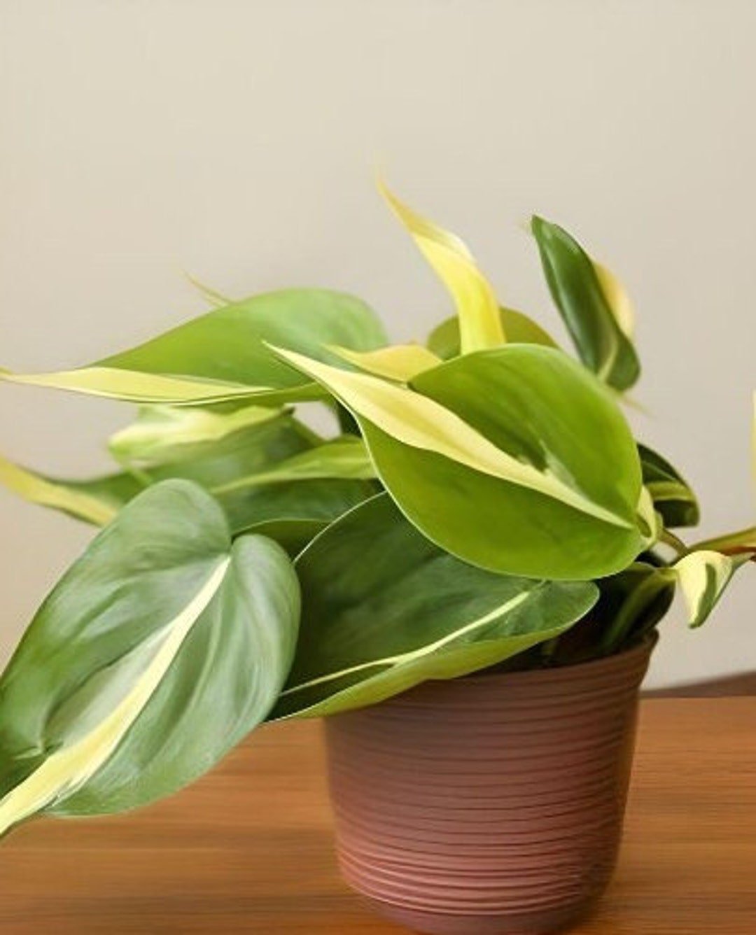 Silver Stripe Very RARE Pothos Philodendron Related to Brazil Rio and ...
