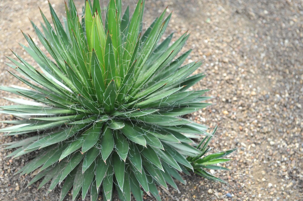 Thread Agave Agave Filifera Low Care Water Wise Low - Etsy