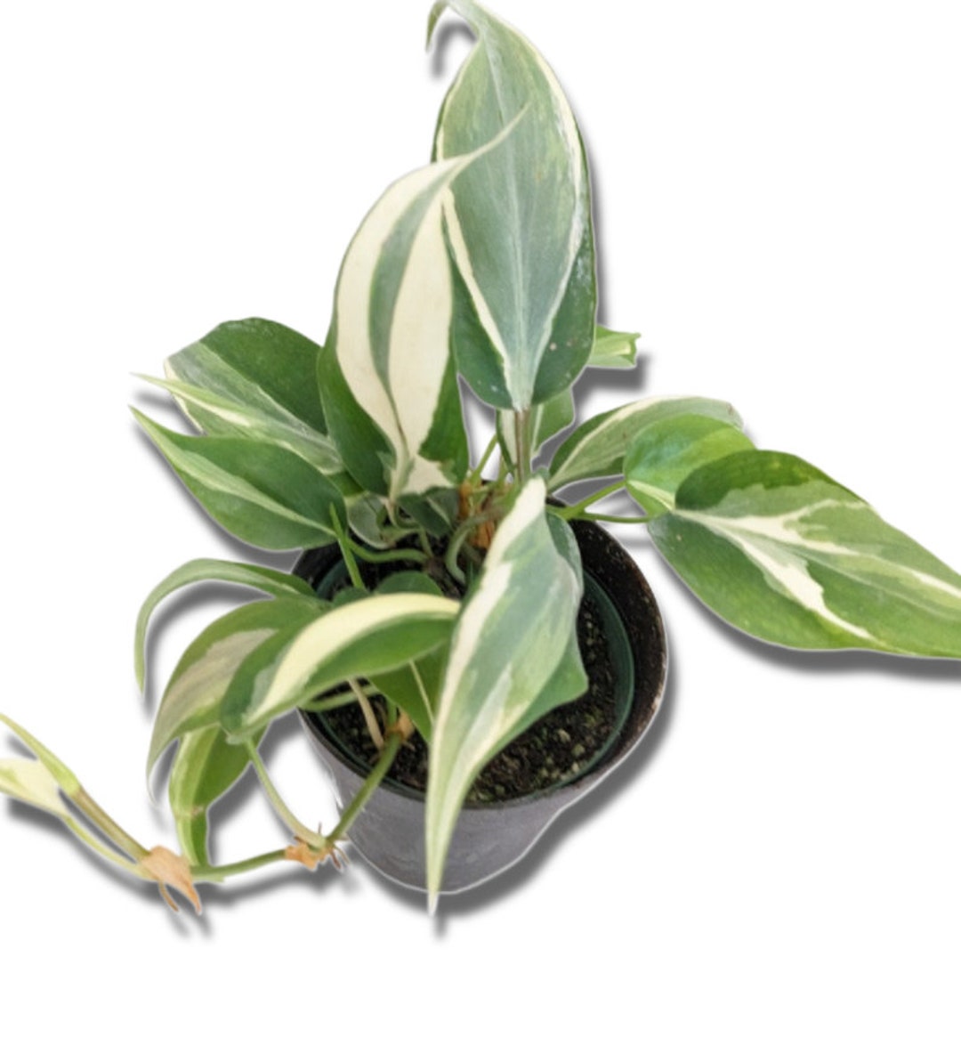 Rio Pothos Plant RARE Cutting or Rooted Plant Philodendron Hederaceum ...