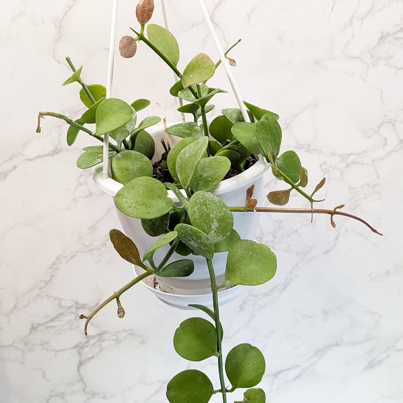 String of Nickels - Etsy