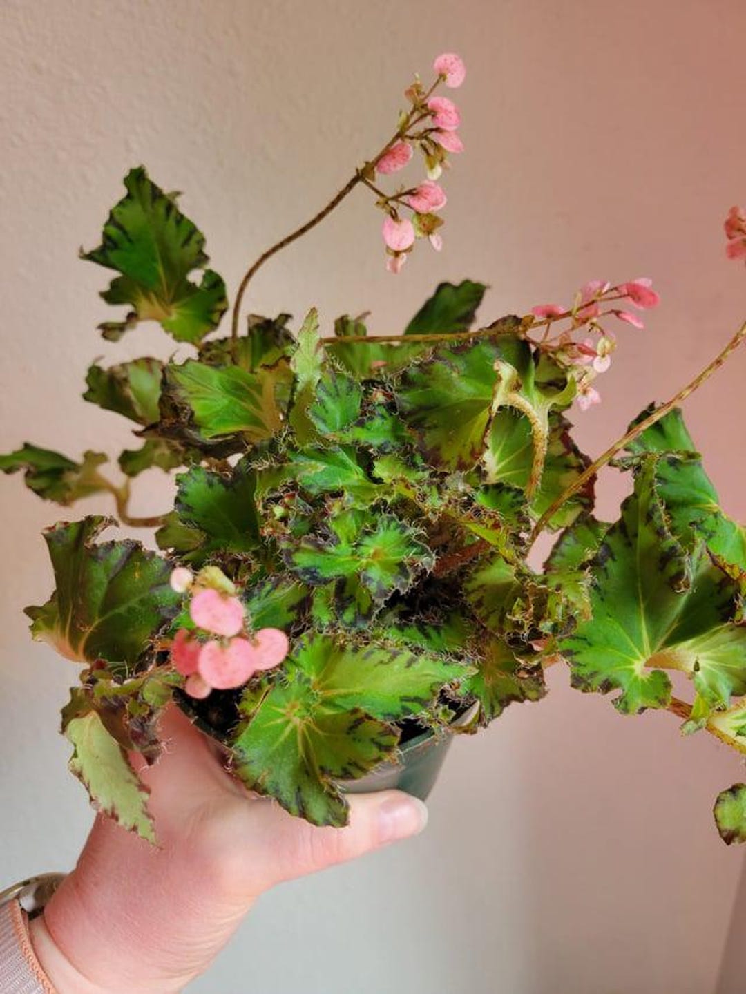 River Nile Begonia Starter Plant Lime Green Hybrid Rhizomatous Uncommon ...