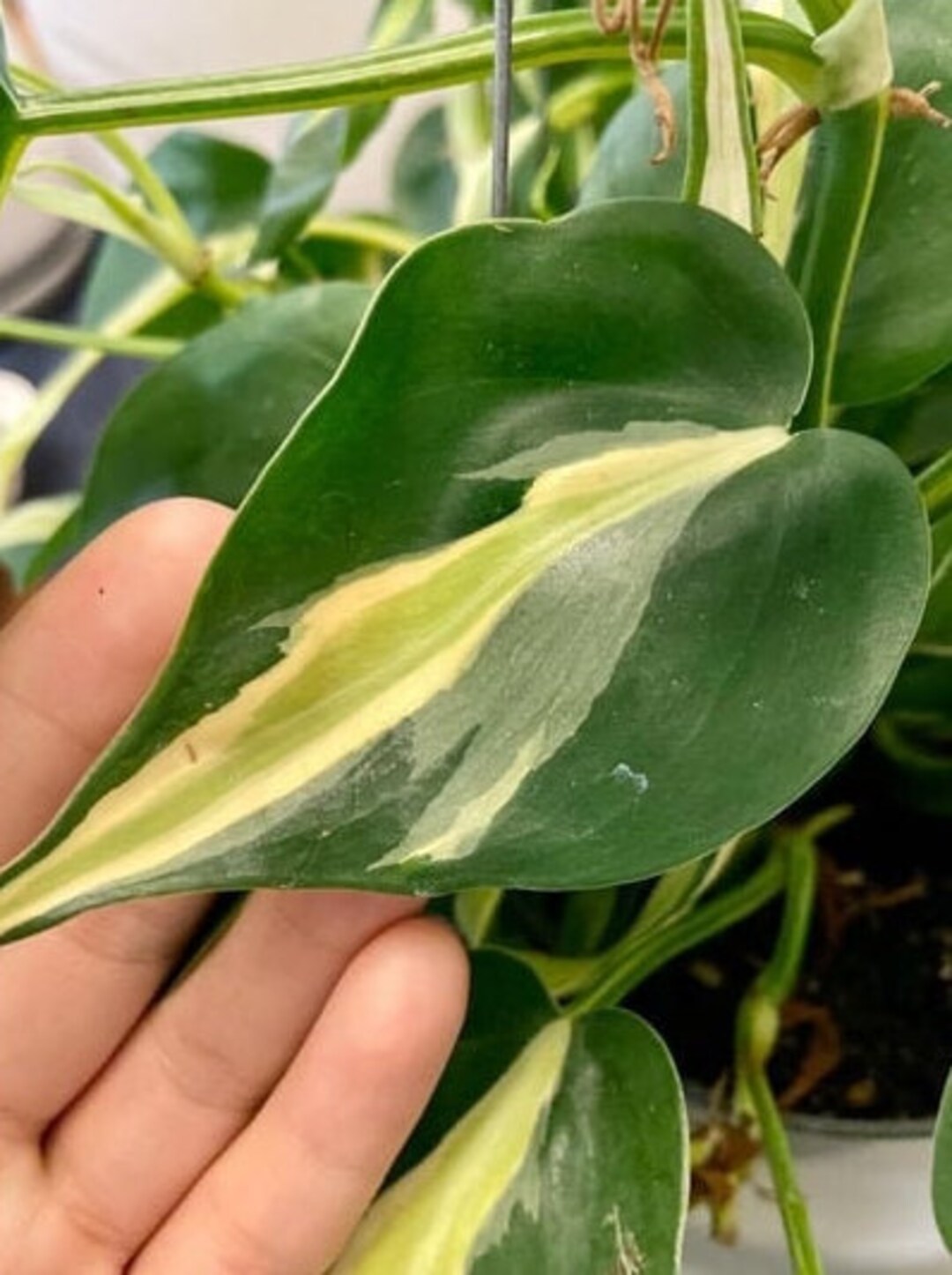 Silver Stripe Pothos Philodendron Hederaceum 'silver Stripe' Like Gabby ...