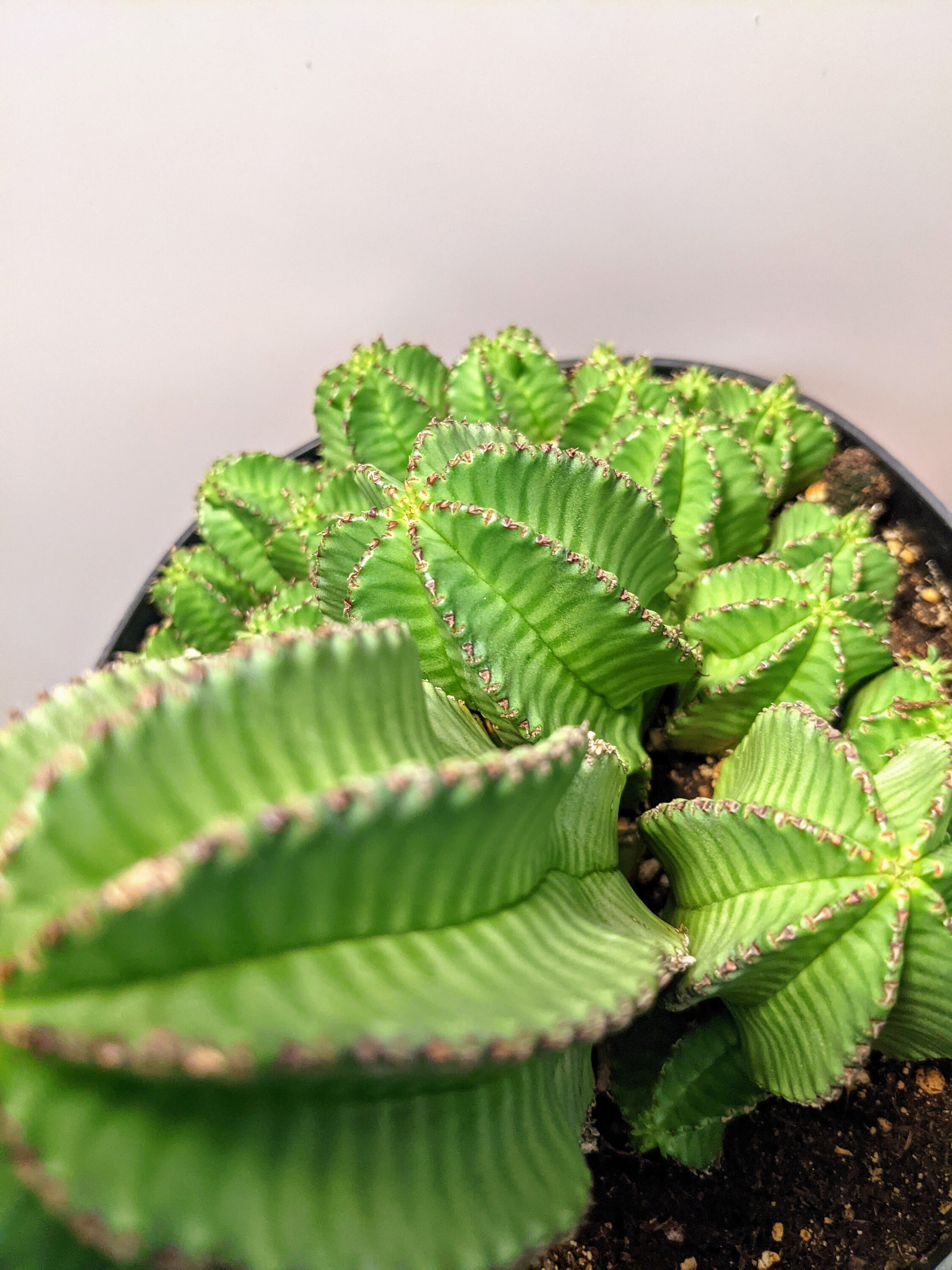Euphorbia Anoplia Tanzanian Zipper Plant Size Options - Etsy Canada