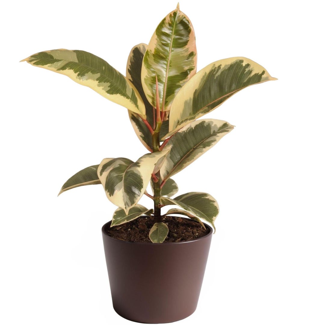 1FT Ficus Rubber Tree Plants Variegated Rubber Tree Tropical Plant or ...
