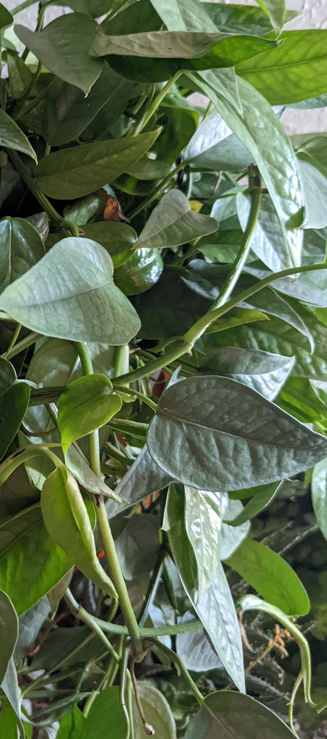 Large Cebu Blue Pothos Epipremnum Pinnatum 6 & 8 Hanging Basket House ...